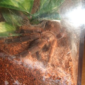 Orphnaecus sp Blue Panay - Taal | Tarantula Forum