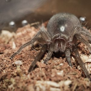 G. pulchra | Tarantula Forum