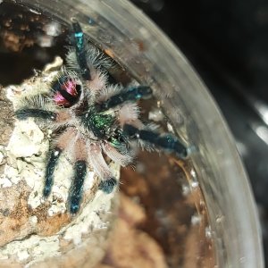 T seladonia | Tarantula Forum