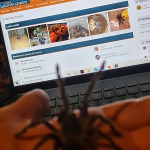 Euathlus Sp. Blue (Harmony) | Tarantula Forum