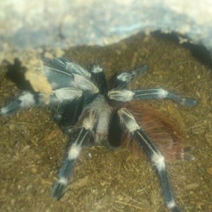 P machala | Tarantula Forum