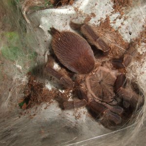 Orphnaecus sp Blue Panay - Taal | Tarantula Forum