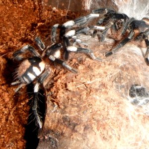 Pairing (Breeding) Cyriocosmus ritae (Peruvian Dwarf Black & White ...