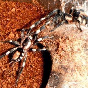 Pairing (Breeding) Cyriocosmus ritae (Peruvian Dwarf Black & White ...