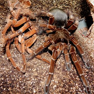 MF Rose Merta - Theraphosa stirmi (Burgandy Goliath Birdeater ...