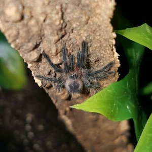 Psalmopoeus ecclesiasticus #2 | Tarantula Forum
