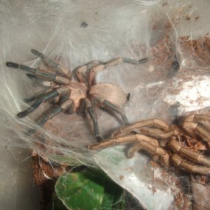 Phlogiellus sp. baeri - Data | Tarantula Forum