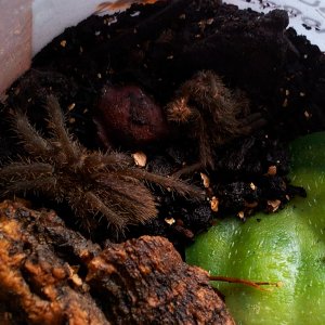 Jumja...Cyriopagopus lividum sp Emerald Green | Tarantula Forum