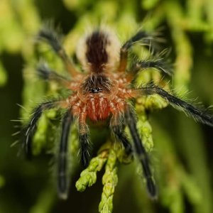 Psalmopoeus ecclesiasticus | Tarantula Forum