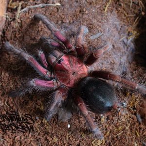 0.1 Phormictopus sp. 'Dominican purple' | Tarantula Forum