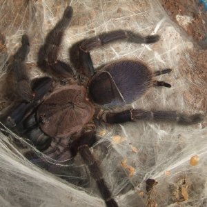 Orphnaecus sp Blue Panay - Taal | Tarantula Forum