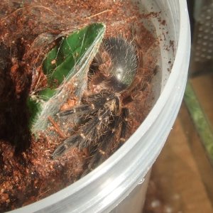 Ephebopus rufescens - Teko | Tarantula Forum