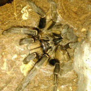 C.marshalli. | Tarantula Forum