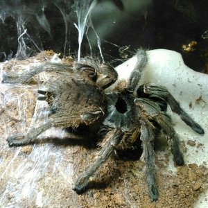 C.marshalli. | Tarantula Forum
