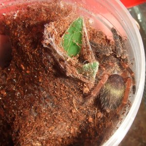 Ephebopus rufescens - Teko | Tarantula Forum