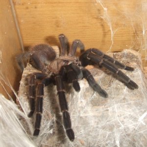 Orphnaecus sp Blue Panay - Taal | Tarantula Forum