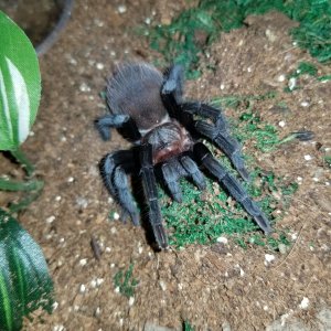 b. vagans | Tarantula Forum