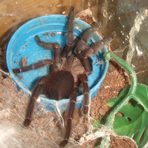 Orphnaecus sp Blue Panay - Taal | Tarantula Forum