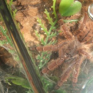 Phormingochilus sp. Rufus - Ayu | Tarantula Forum
