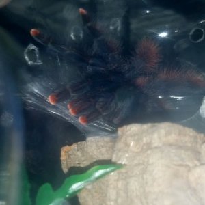 Goliath pinktoe | Tarantula Forum