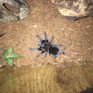 G.pulchra | Tarantula Forum