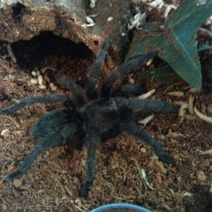 G.pulchra | Tarantula Forum