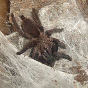 Orphnaecus sp Blue Panay - Taal | Tarantula Forum