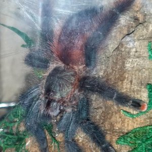 Goliath pinktoe | Tarantula Forum