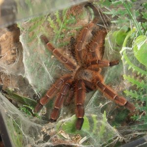 Phormingochilus sp. Rufus - Ayu | Tarantula Forum