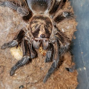 Phormictopus auratus | Tarantula Forum