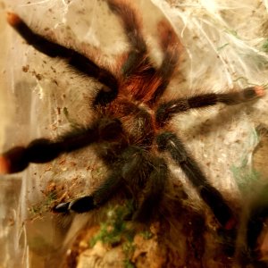 Goliath pinktoe | Tarantula Forum