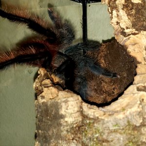 Goliath pinktoe | Tarantula Forum