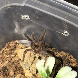 Ceratogyrus Meridionalis | Tarantula Forum