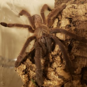 Purple earth tiger | Tarantula Forum