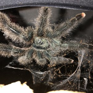 Avicularia Kwitara | Tarantula Forum