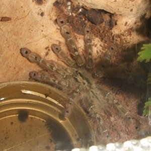 Stromatopelma calceatum - Sahara | Tarantula Forum