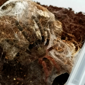 Ephebopus rufescens | Tarantula Forum