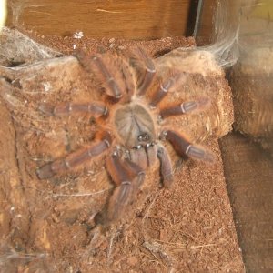 Phormingochilus sp. Rufus - Ayu | Tarantula Forum