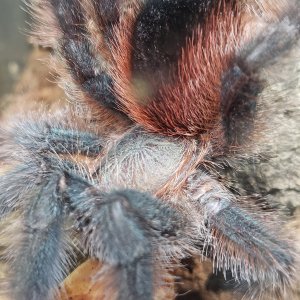 Goliath pinktoe | Tarantula Forum