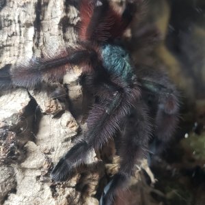 Mature male | Tarantula Forum