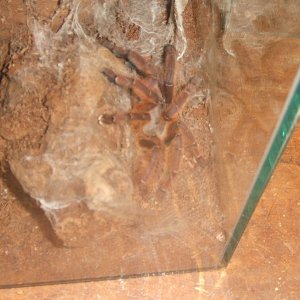 Phormingochilus sp. Rufus - Ayu | Tarantula Forum