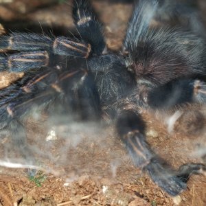 Blue birdeater | Tarantula Forum