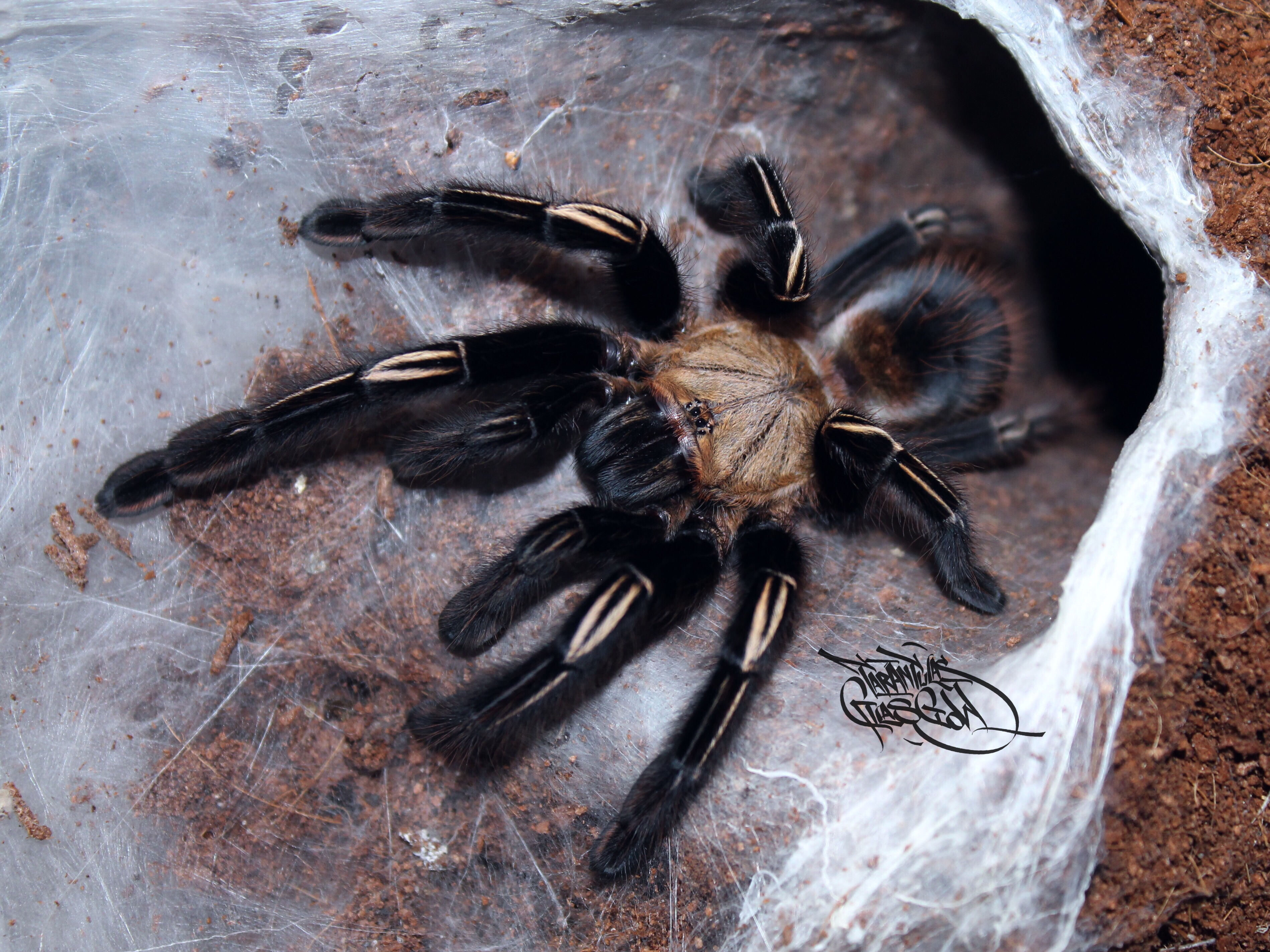 0.1 E. murinus | Tarantula Forum