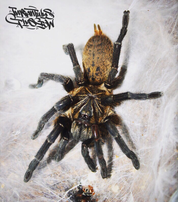 0.1 Pterinochilus lapalala | Tarantula Forum