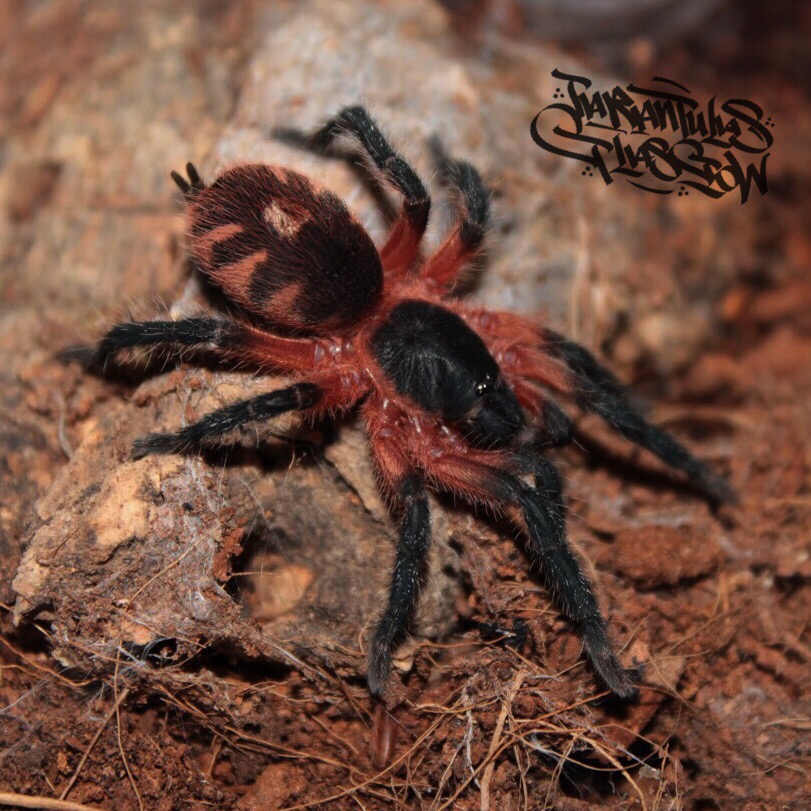 0.1 Theraphosinae sp. 'Panama' | Tarantula Forum