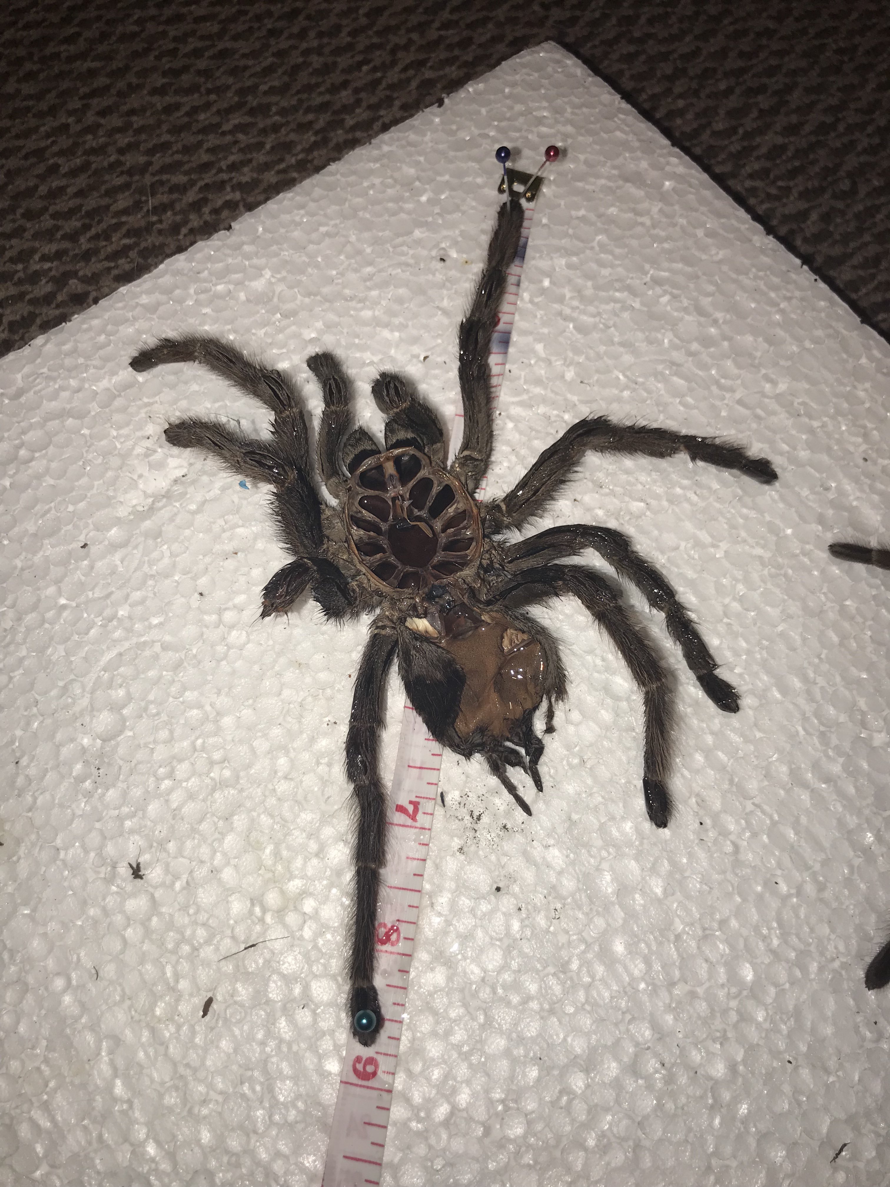 10 year old LP | Tarantula Forum