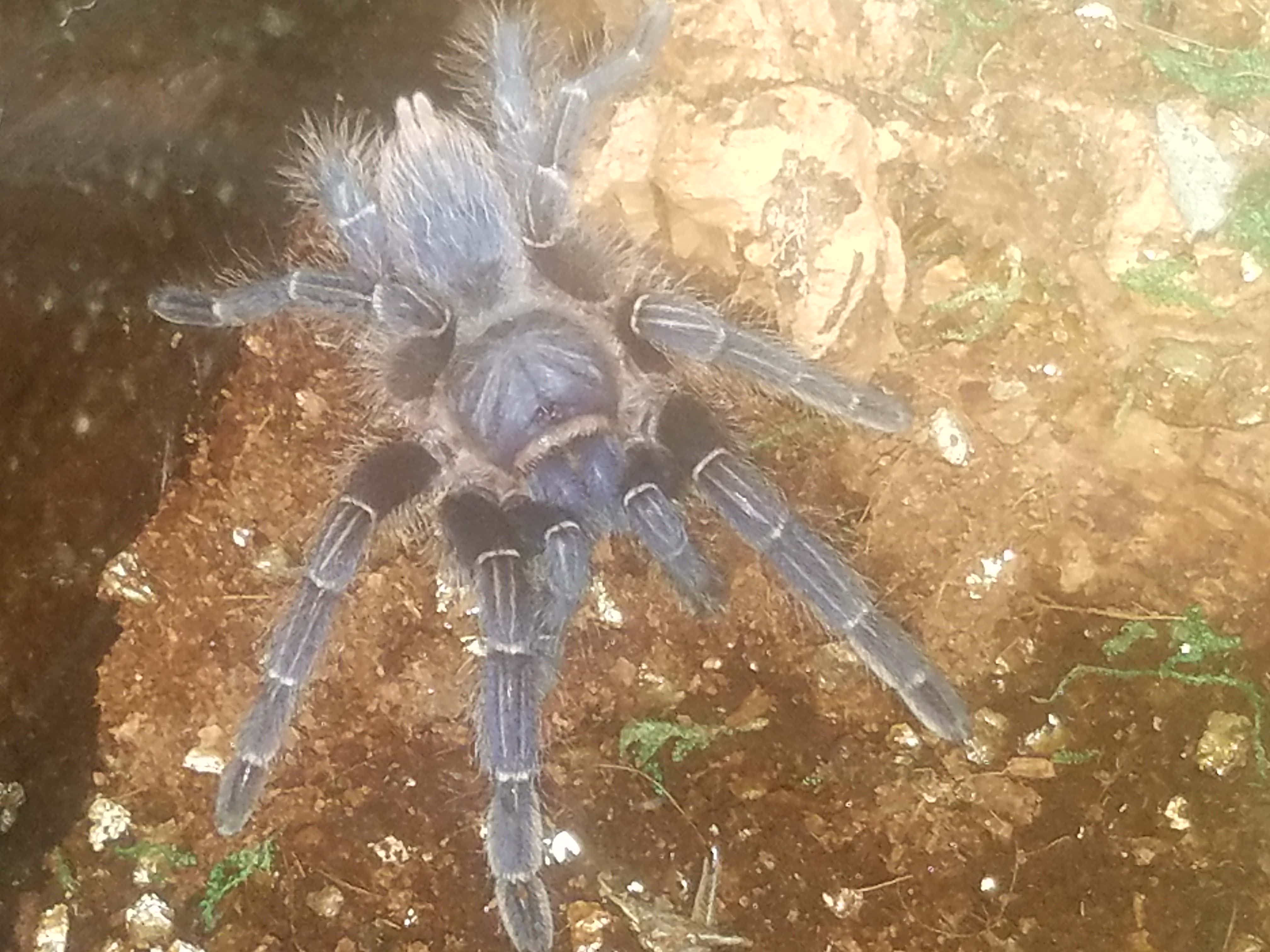 175 day premolt | Tarantula Forum