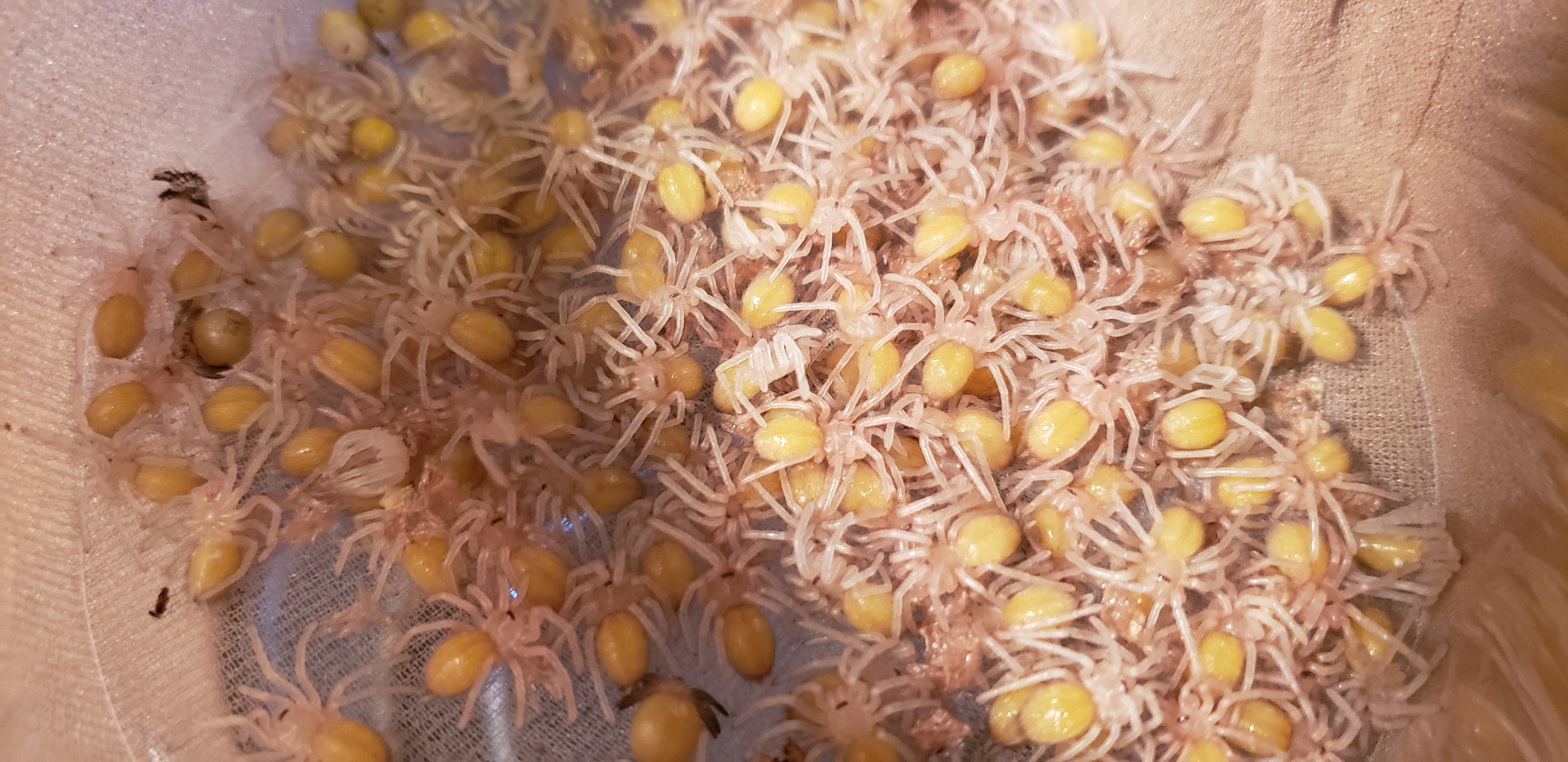 1st instar | Tarantula Forum