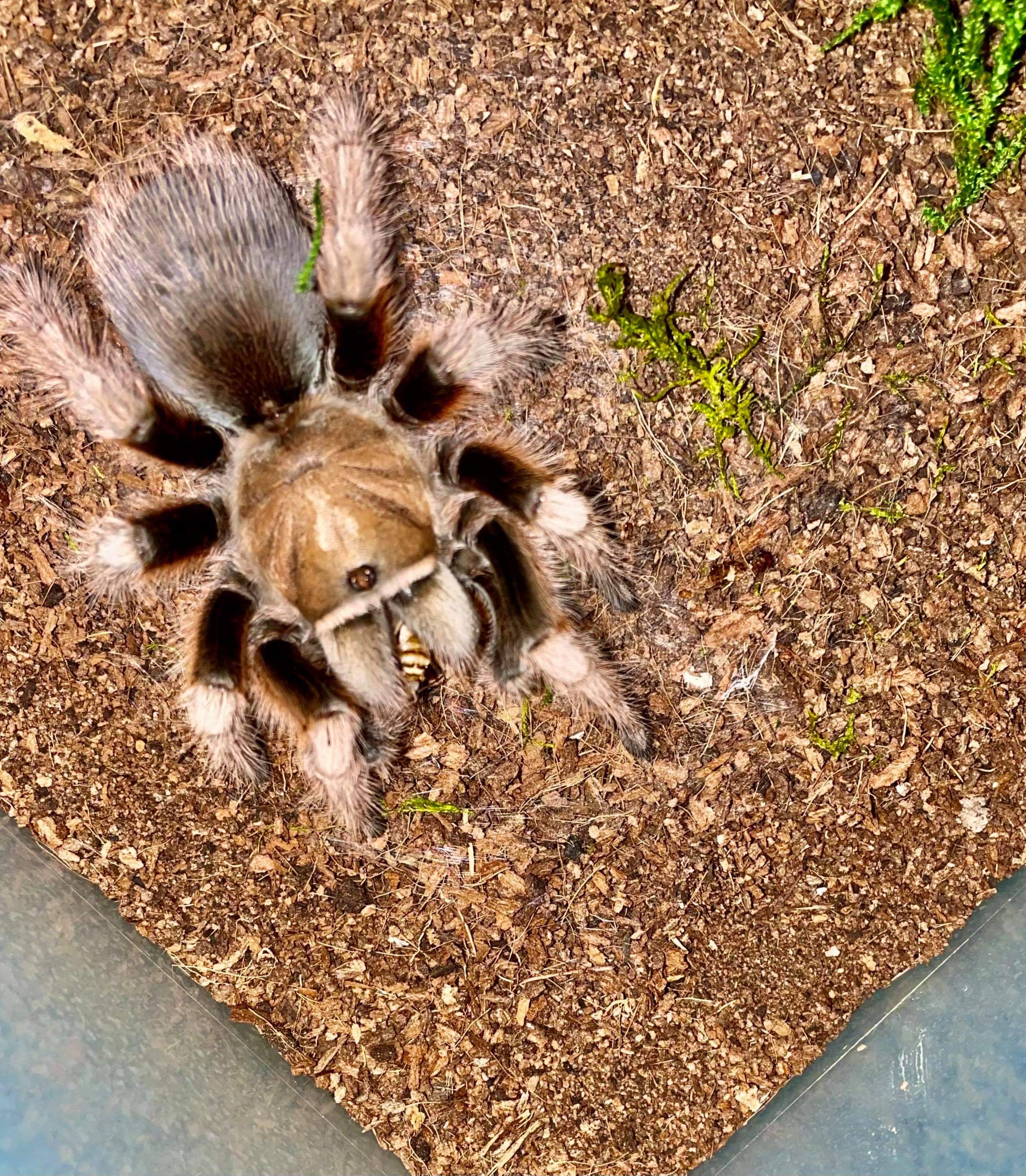 A. chalcodes | Tarantula Forum