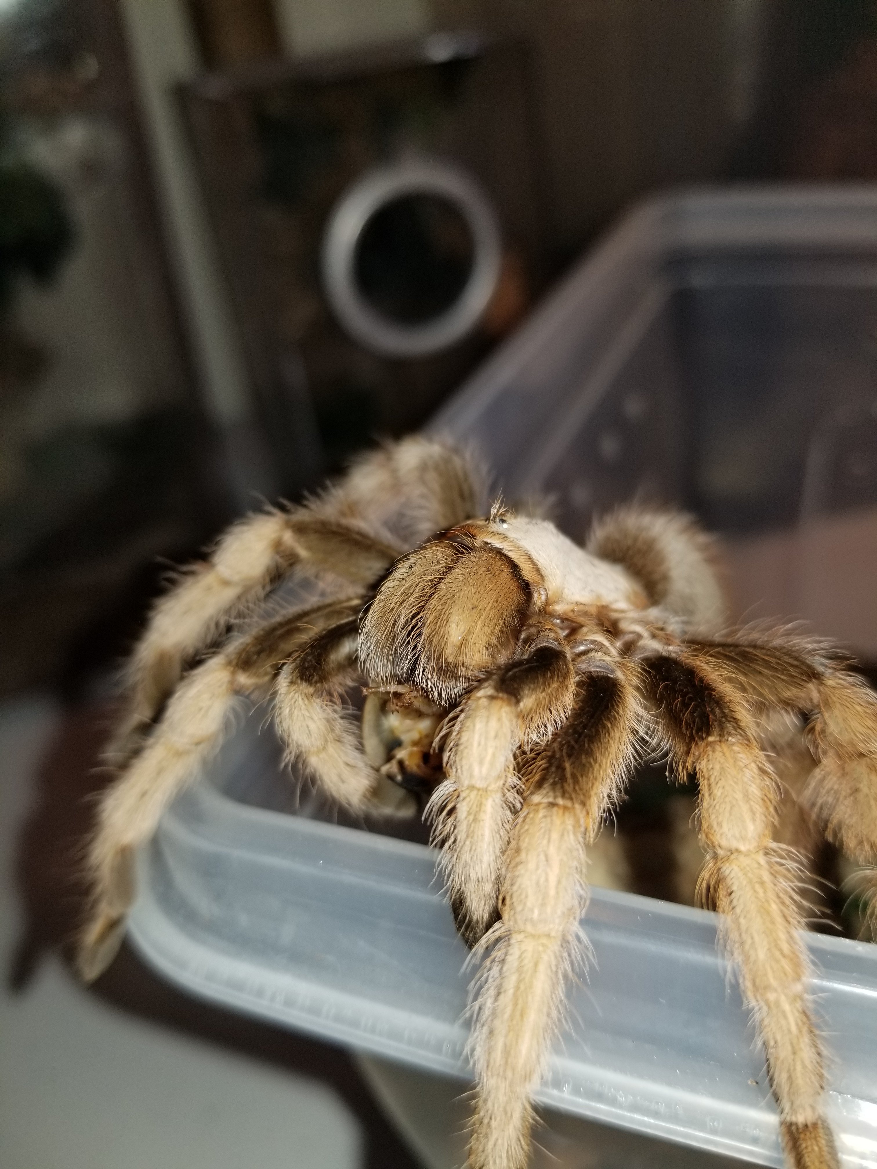 A. chalcodes | Tarantula Forum